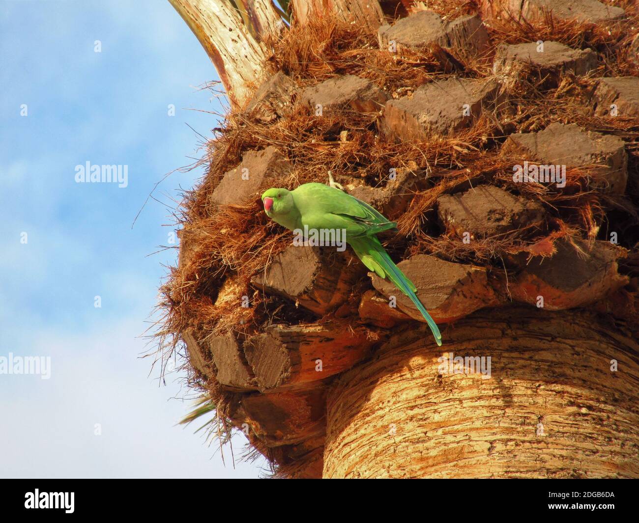 Red parrot on palm tree hi-res stock photography and images - Alamy