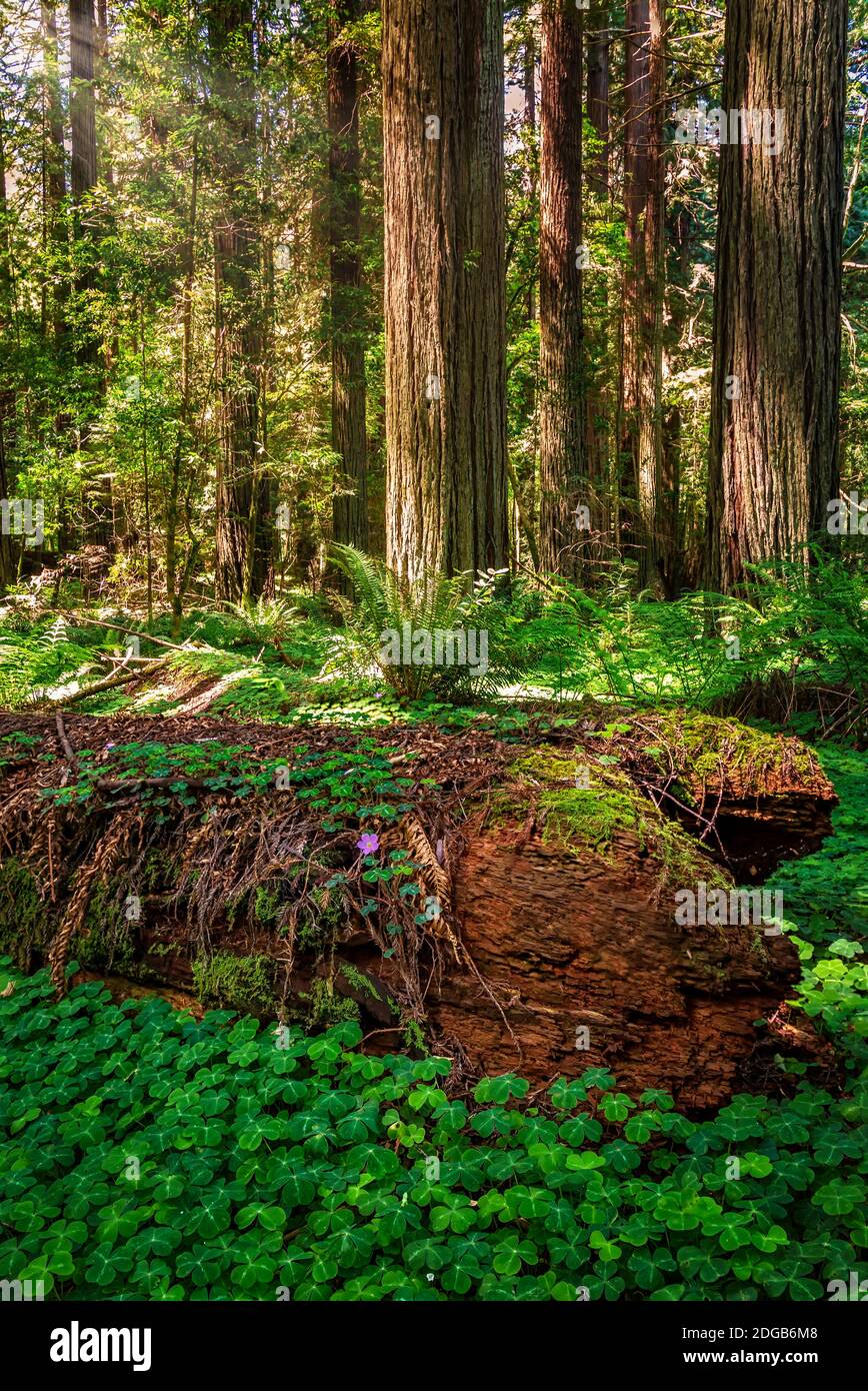 Redwood Forest Landscape in Beautiful Northern California Stock Photo ...