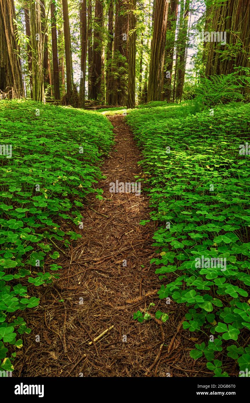 Giant redwood trees in the redwoods national and state parks hi-res ...