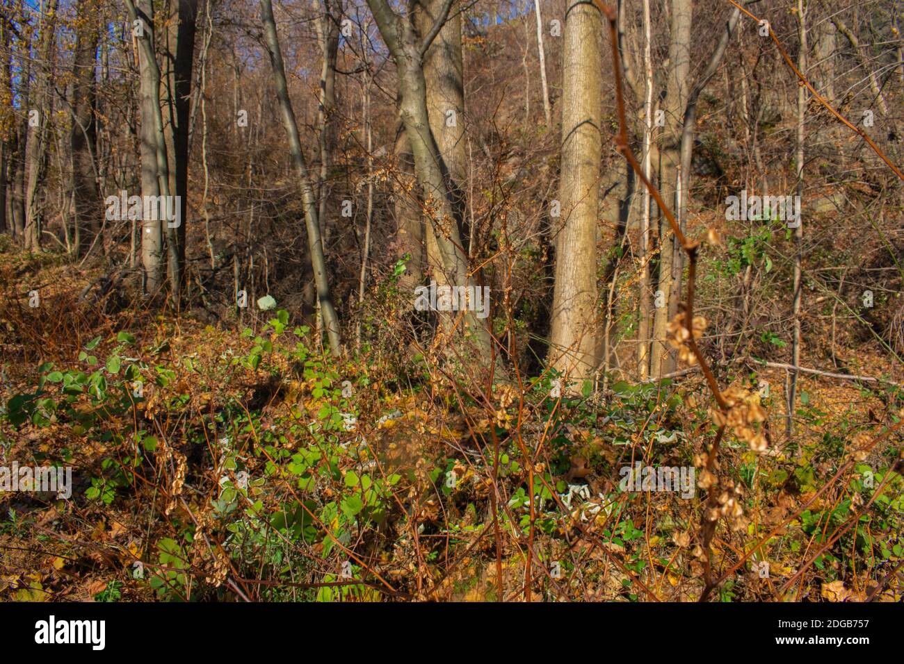 Tree trunks in the middle of a forest Stock Photo - Alamy