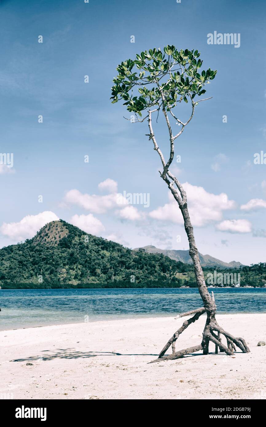 Philippines palawan tree roots hi-res stock photography and images - Alamy