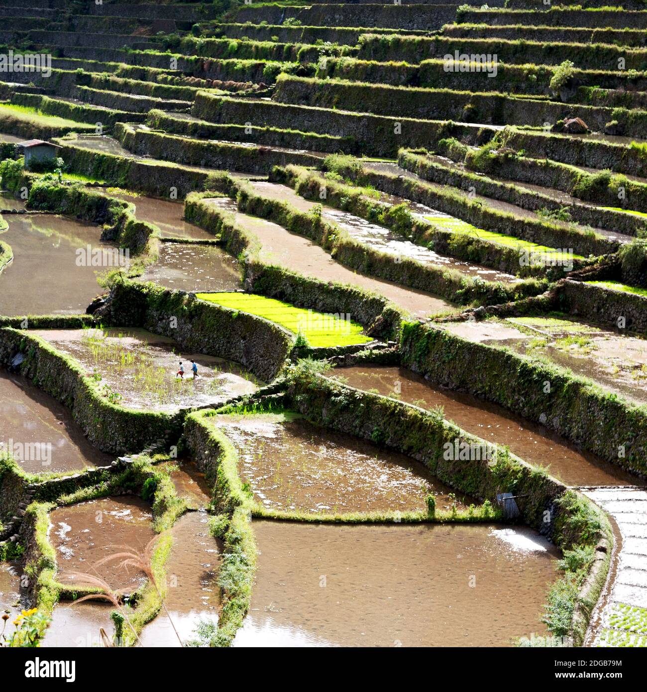 Terrace field for coultivation of rice Stock Photo - Alamy