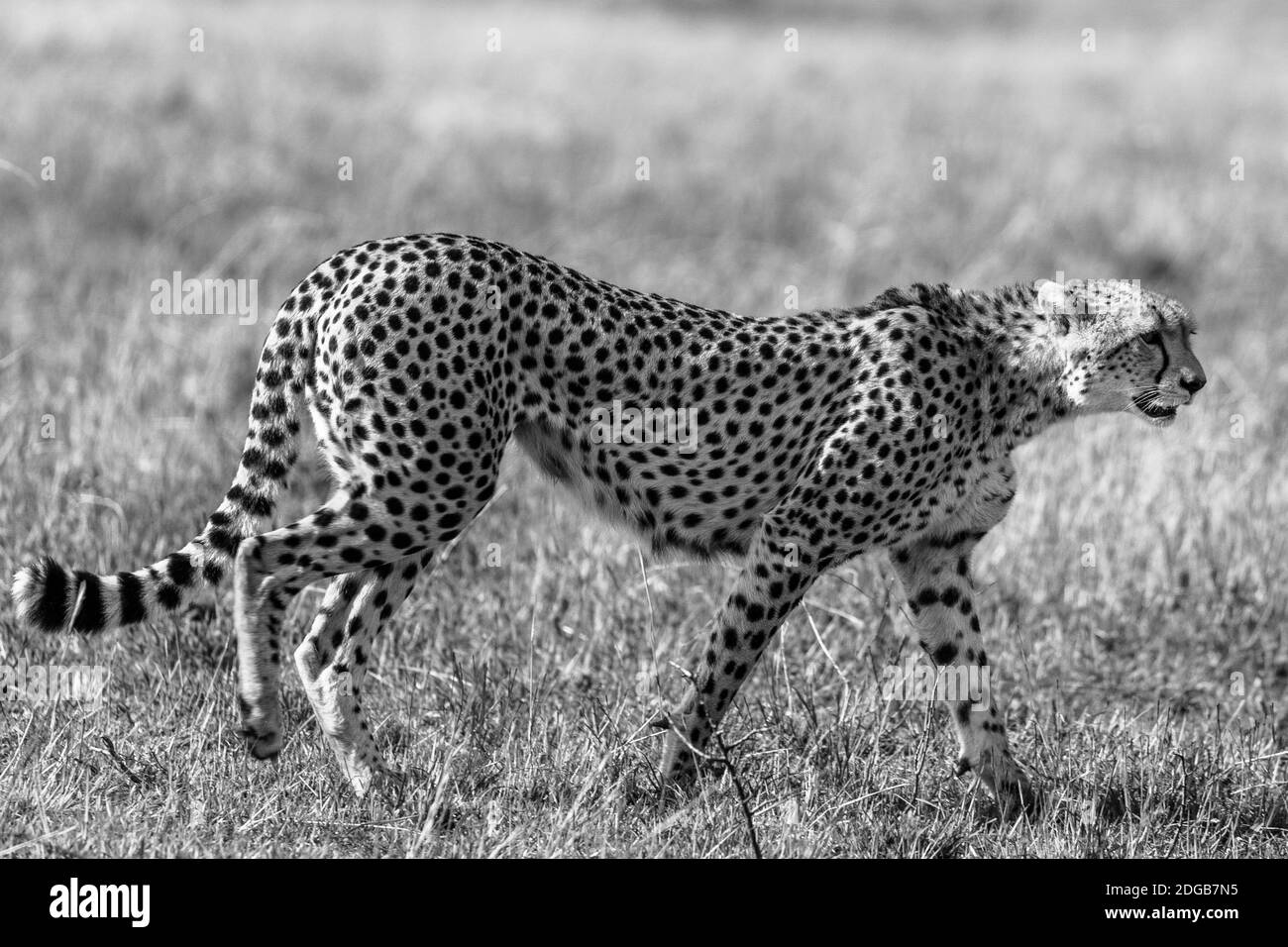 Wildlife Animals At The Maasai Mara National Reserve Park In Narok ...