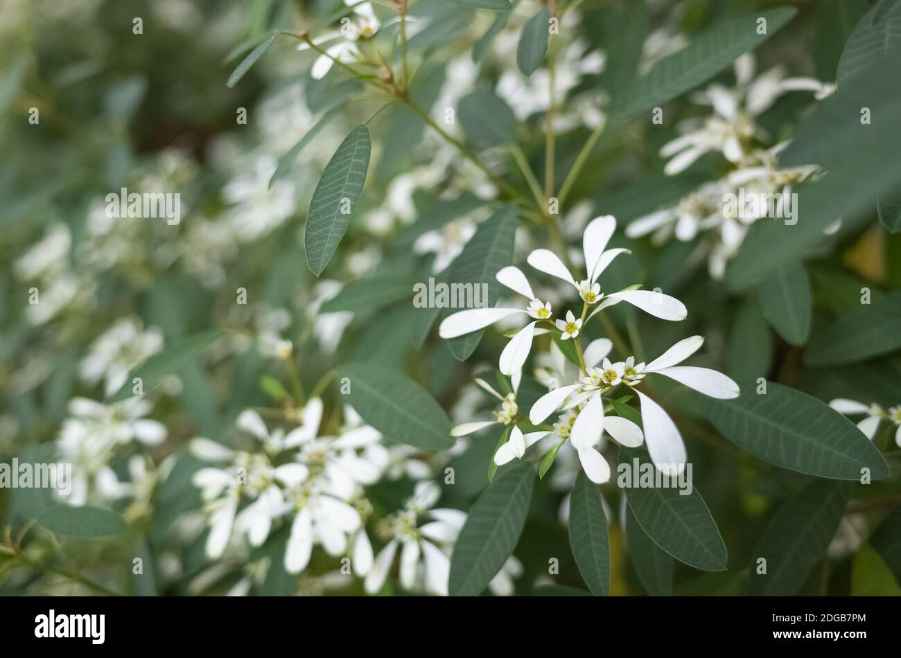 White flowers nature hi-res stock photography and images - Alamy