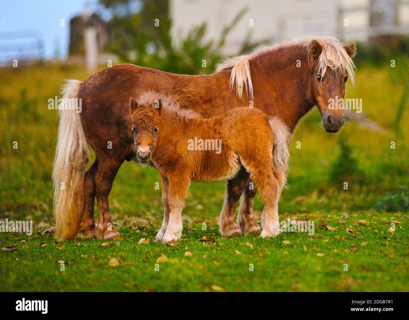 Male shetland pony hi-res stock photography and images - Alamy
