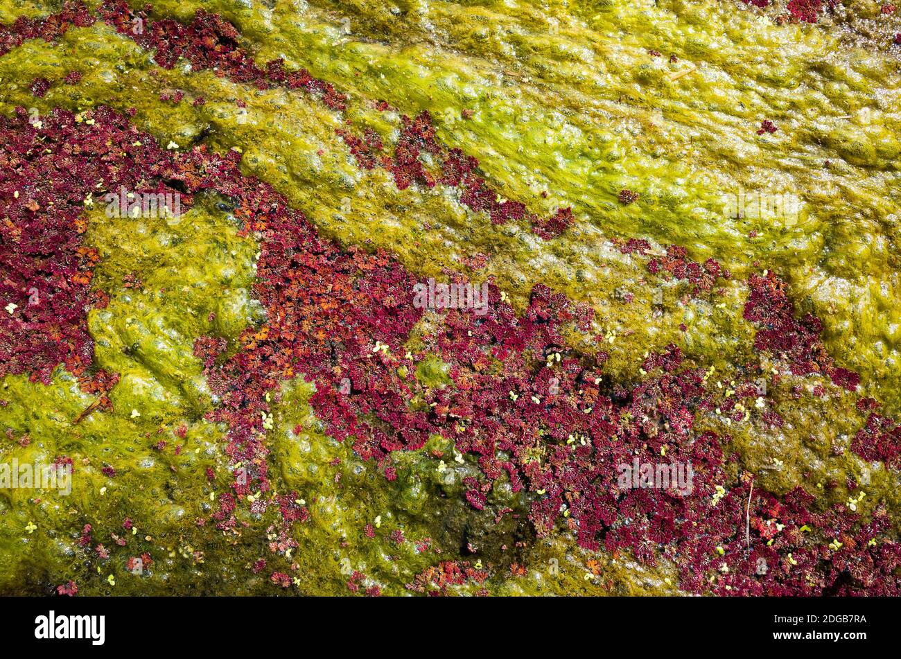 Azolla hi-res stock photography and images - Alamy