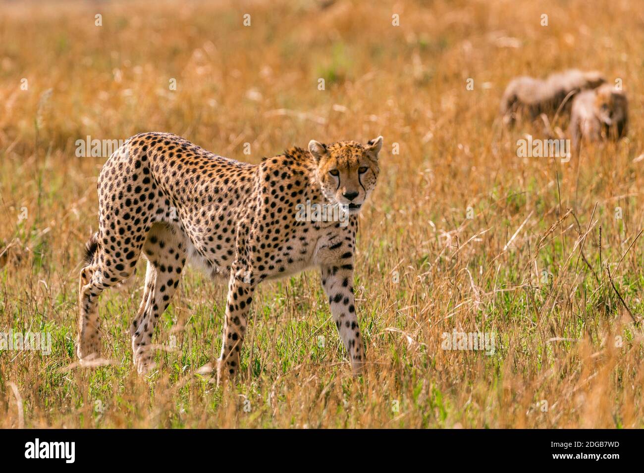 Wildlife Animals At The Maasai Mara National Reserve Park In Narok ...