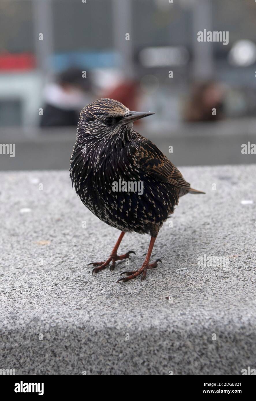 Berlin, Germany. 04th Dec, 2020. A star stands on a concrete parapet at ...