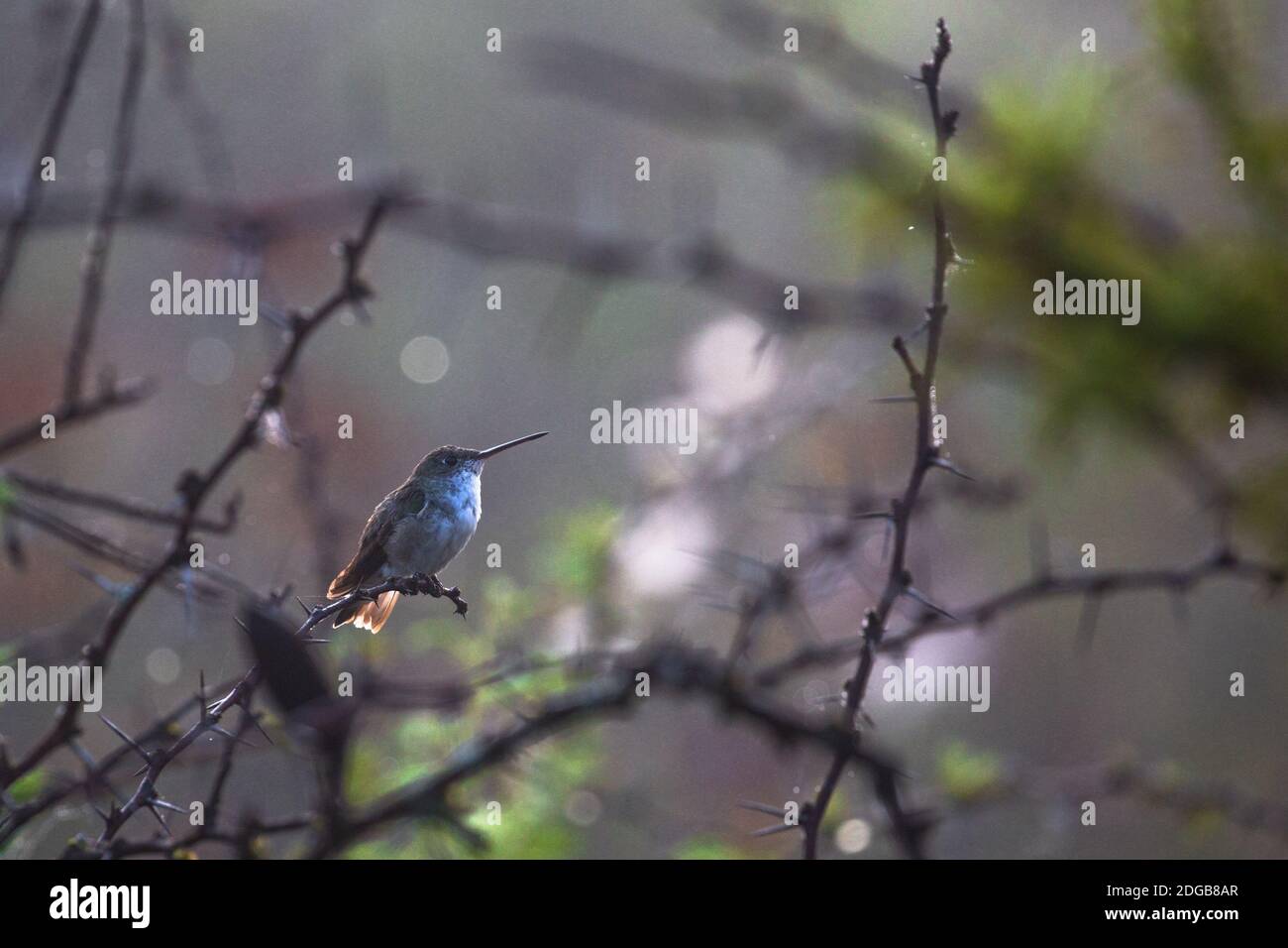 Vallee des condors hi-res stock photography and images - Alamy