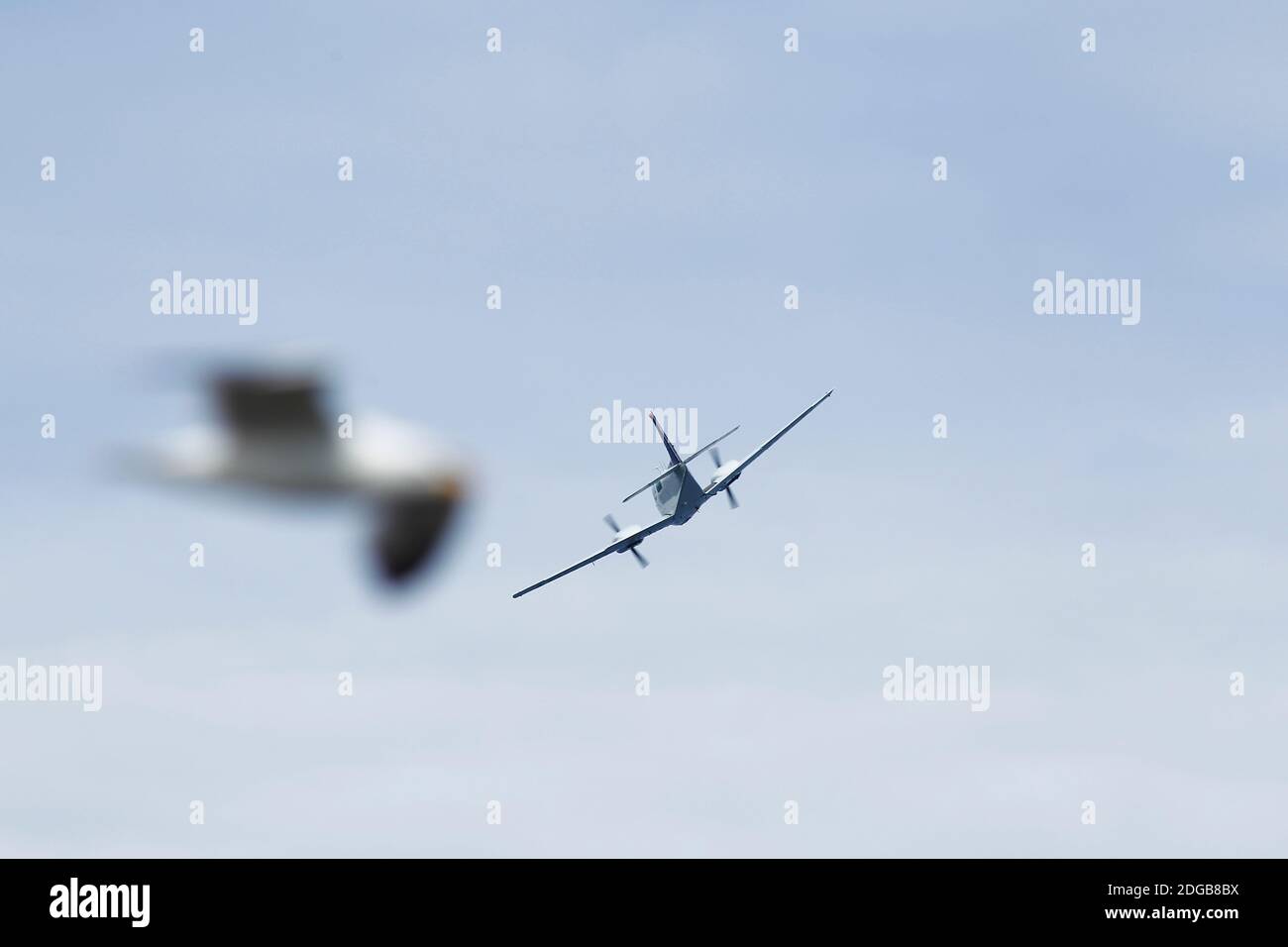 plane flying with seagull in the foreground out of focus Stock Photo ...