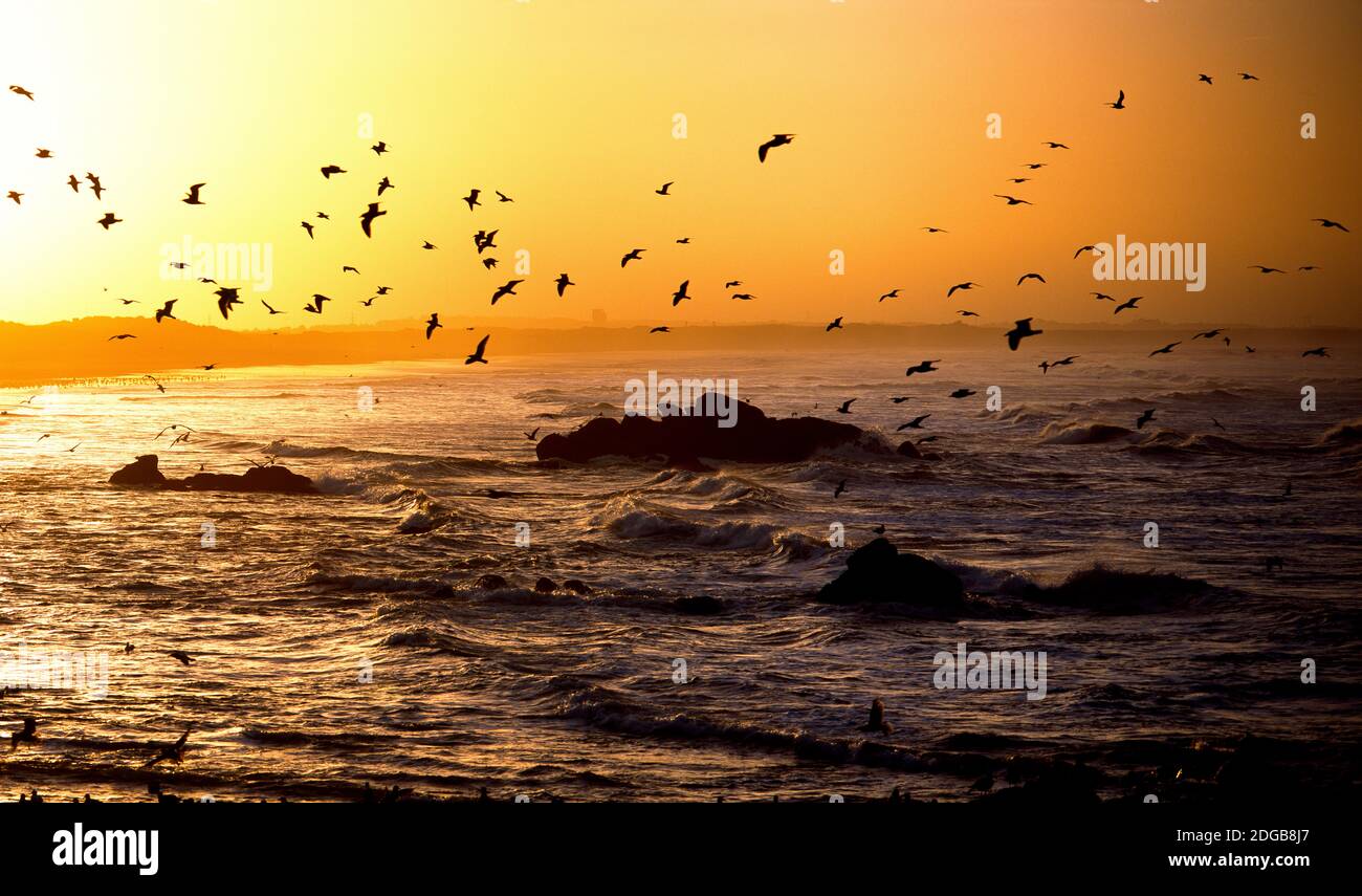 Flying bird in sunset hi-res stock photography and images - Alamy