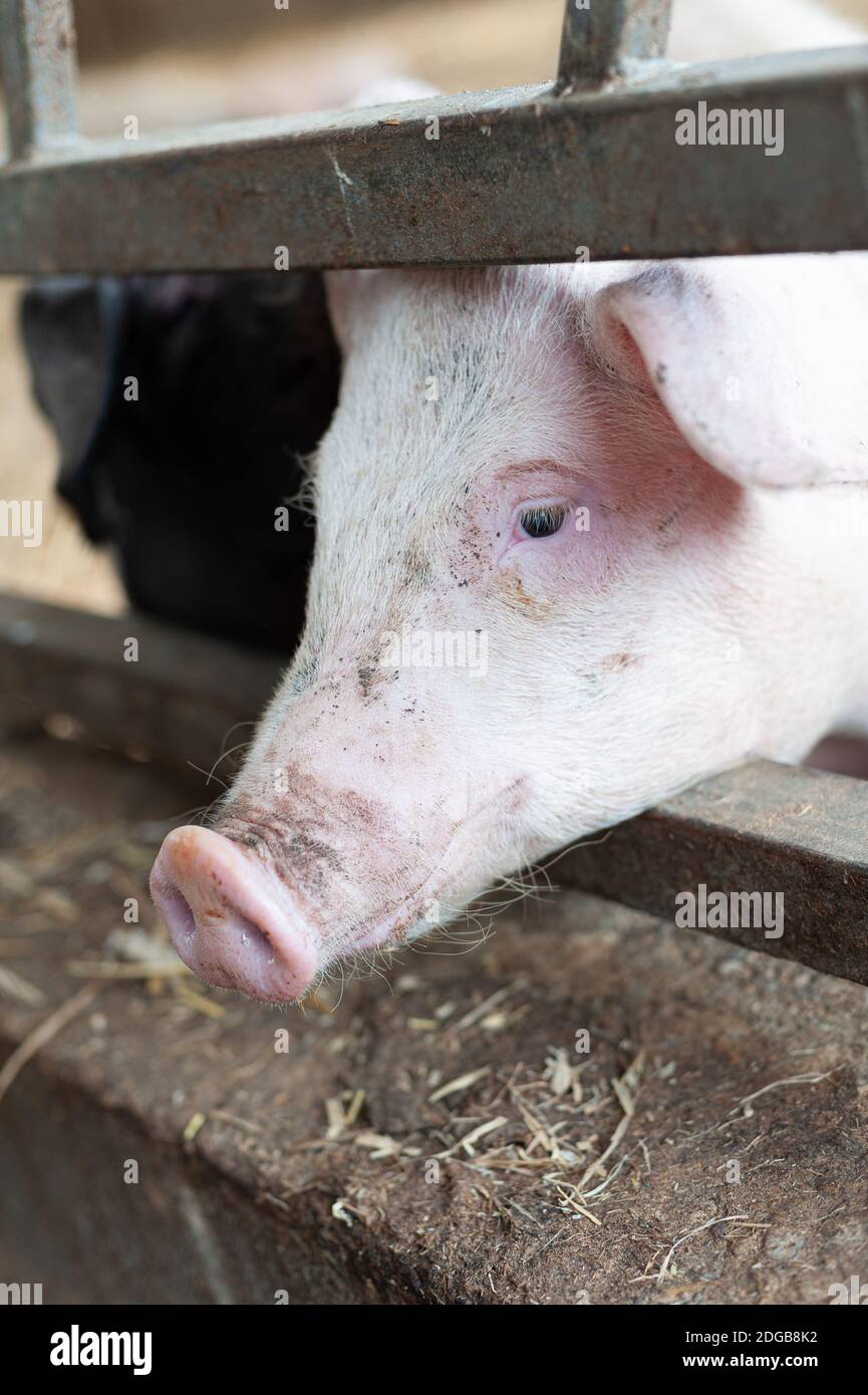 A pig in a pigpen peering through a wooden barrier Stock Photo - Alamy