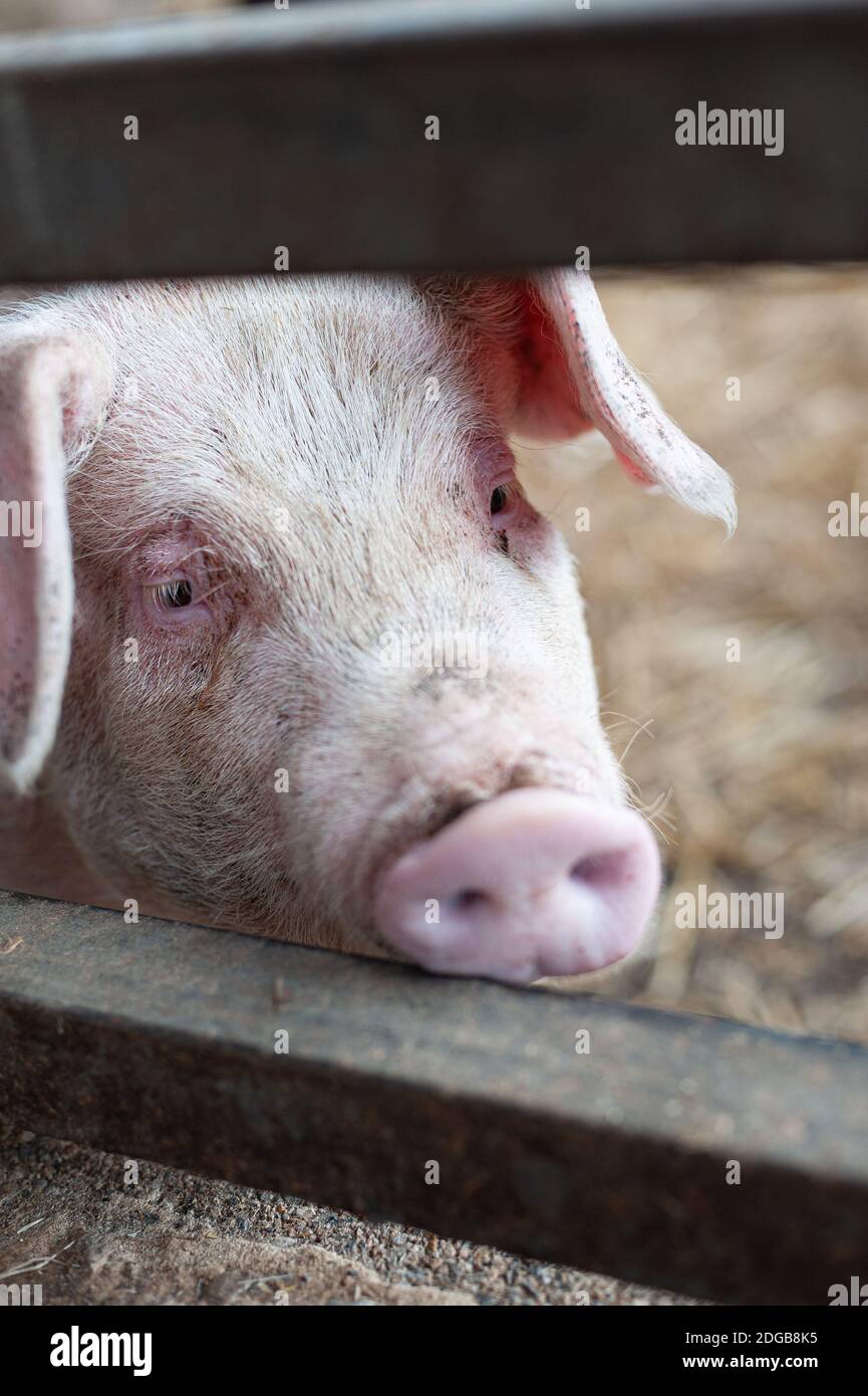 A pig in a pigpen peering through a wooden barrier Stock Photo - Alamy