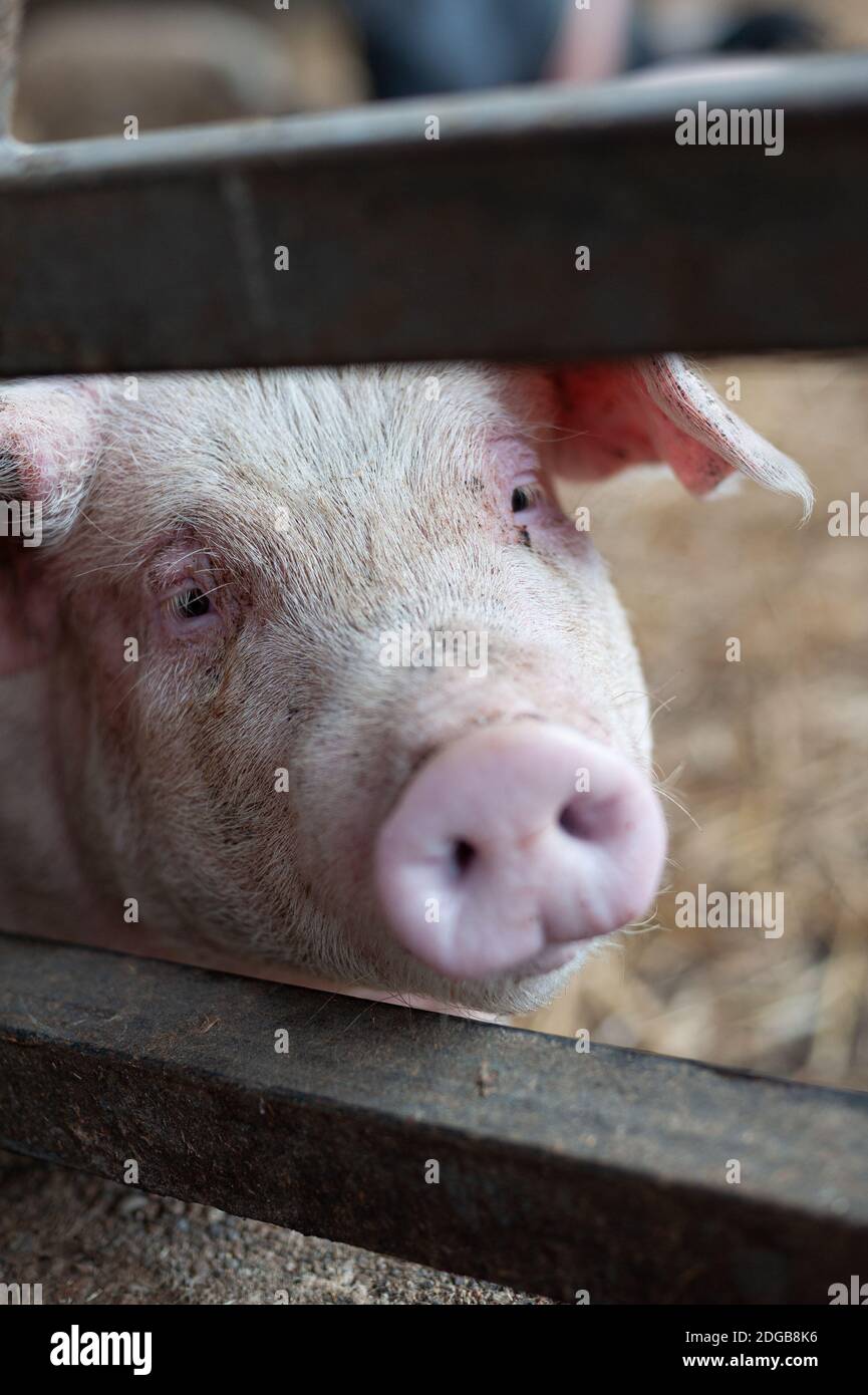 A pig in a pigpen peering through a wooden barrier Stock Photo - Alamy
