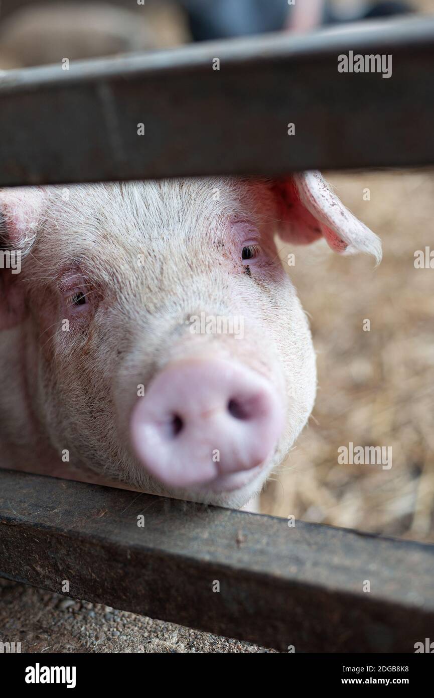 A pig in a pigpen peering through a wooden barrier Stock Photo - Alamy