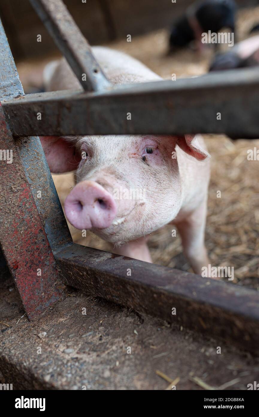 A pig in a pigpen peering through a wooden barrier Stock Photo - Alamy