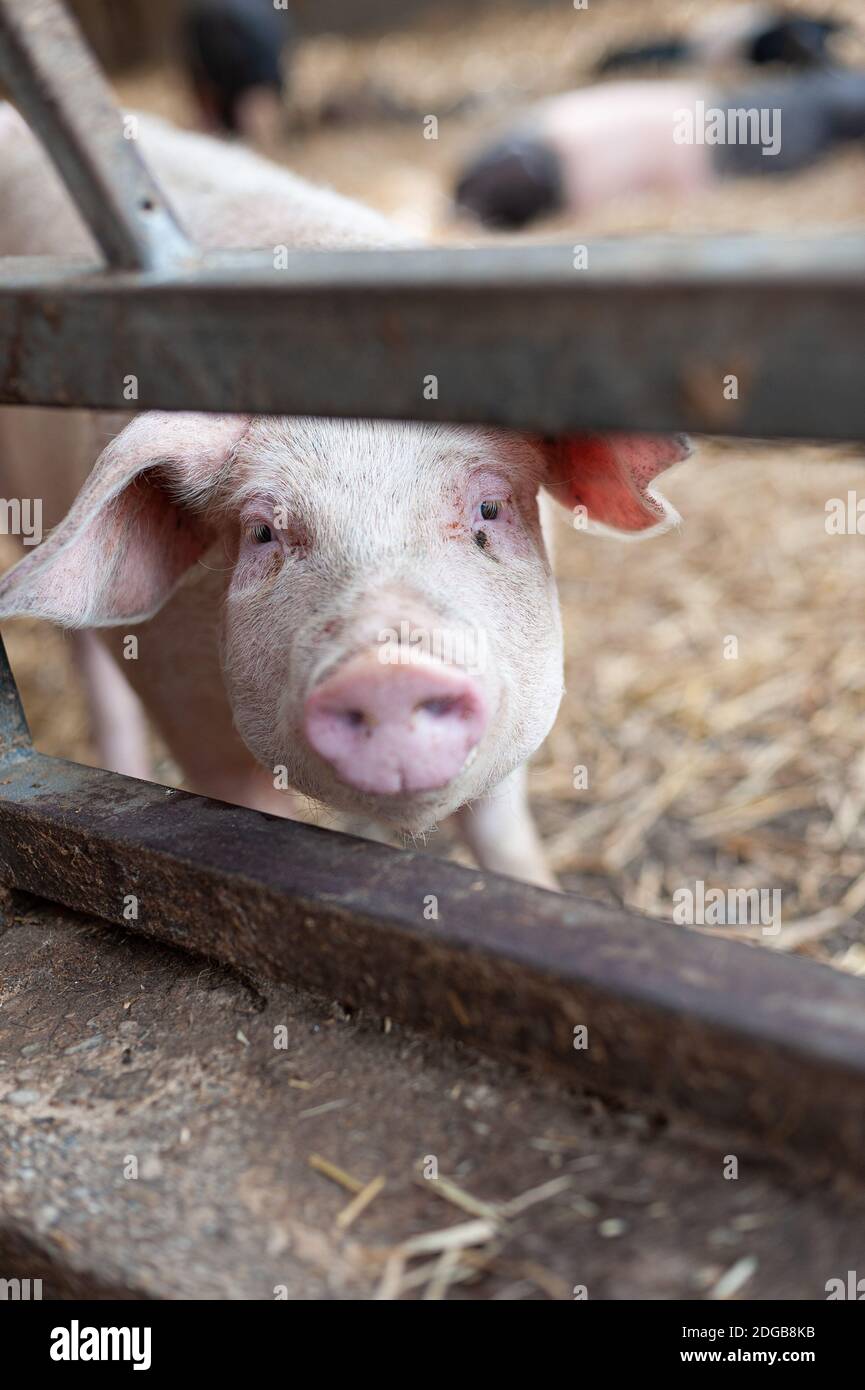 A pig in a pigpen peering through a wooden barrier Stock Photo - Alamy