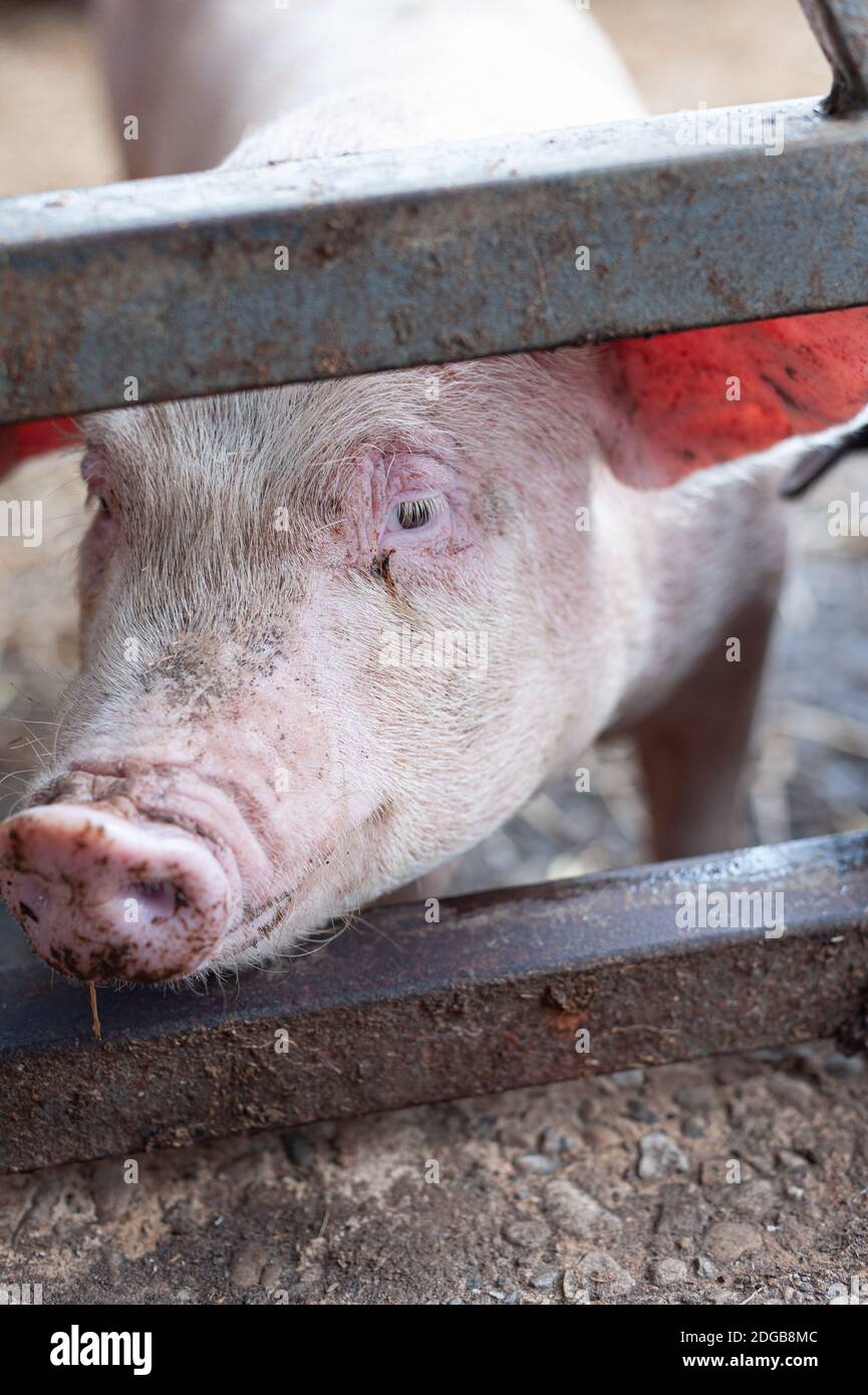 A pig in a pigpen peering through a wooden barrier Stock Photo - Alamy