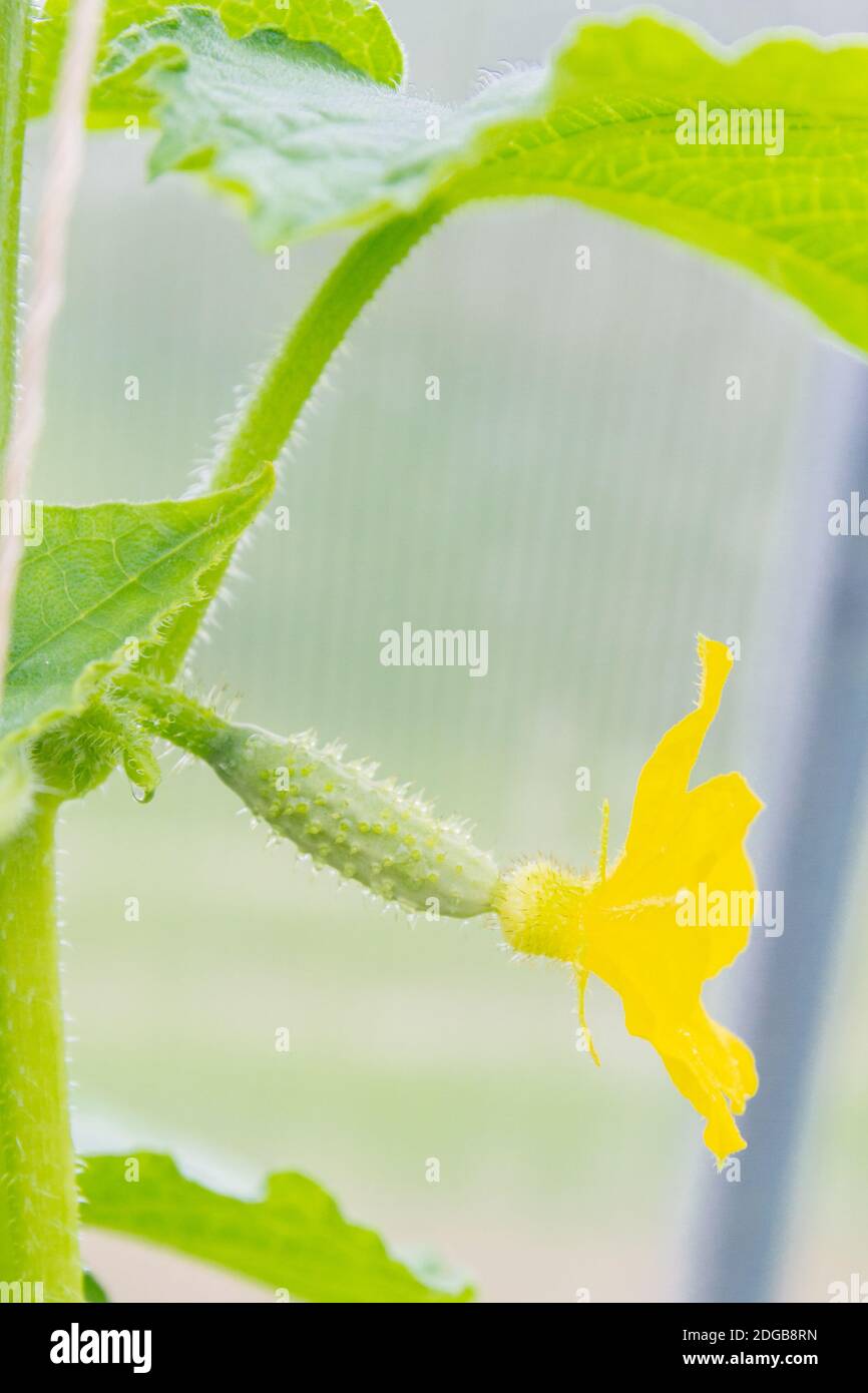 Cucumber embryo with a yellow flower on a branch Stock Photo - Alamy