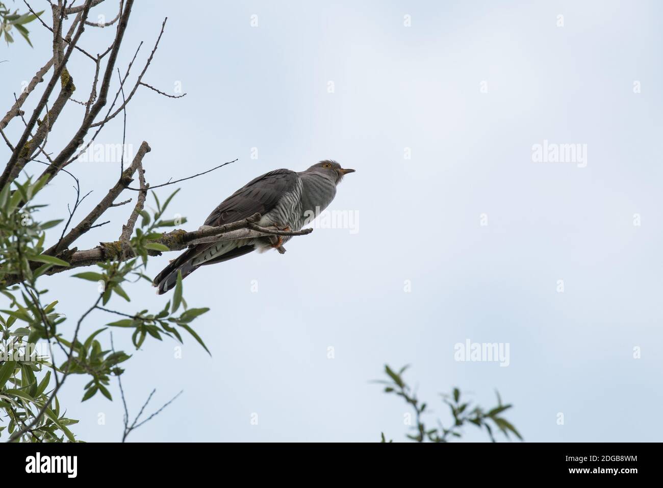 Animal gris hi-res stock photography and images - Alamy