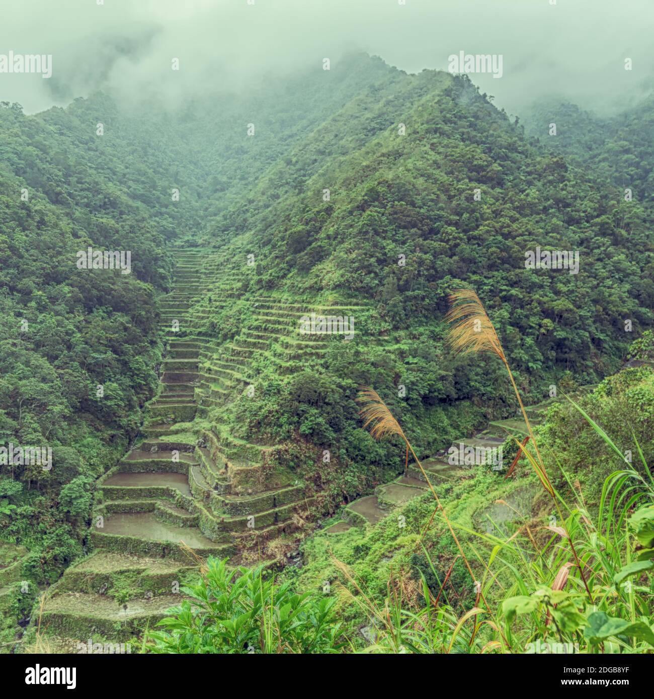 Terrace field for coultivation of rice Stock Photo - Alamy