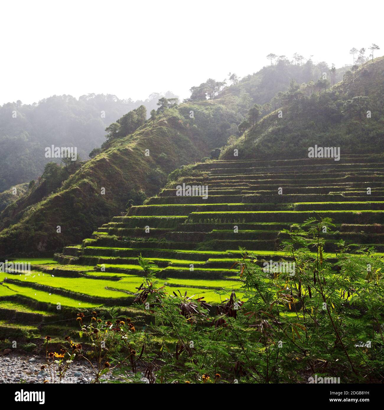 Terrace field for coultivation of rice Stock Photo - Alamy