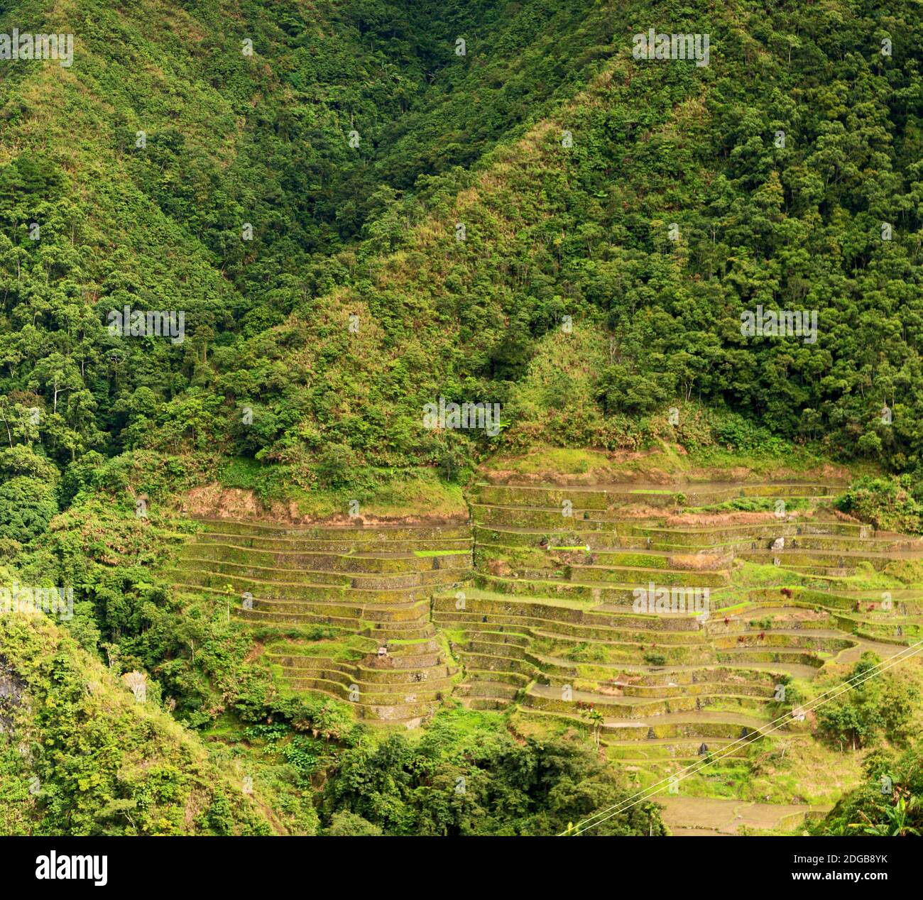 Terrace field for coultivation of rice Stock Photo - Alamy