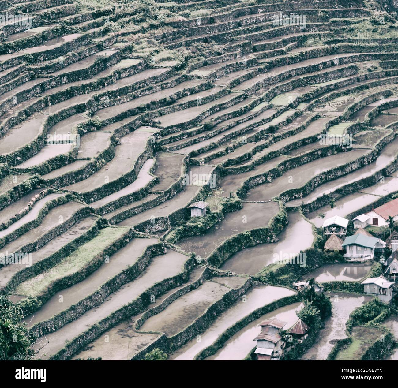 Terrace field for coultivation of rice Stock Photo - Alamy