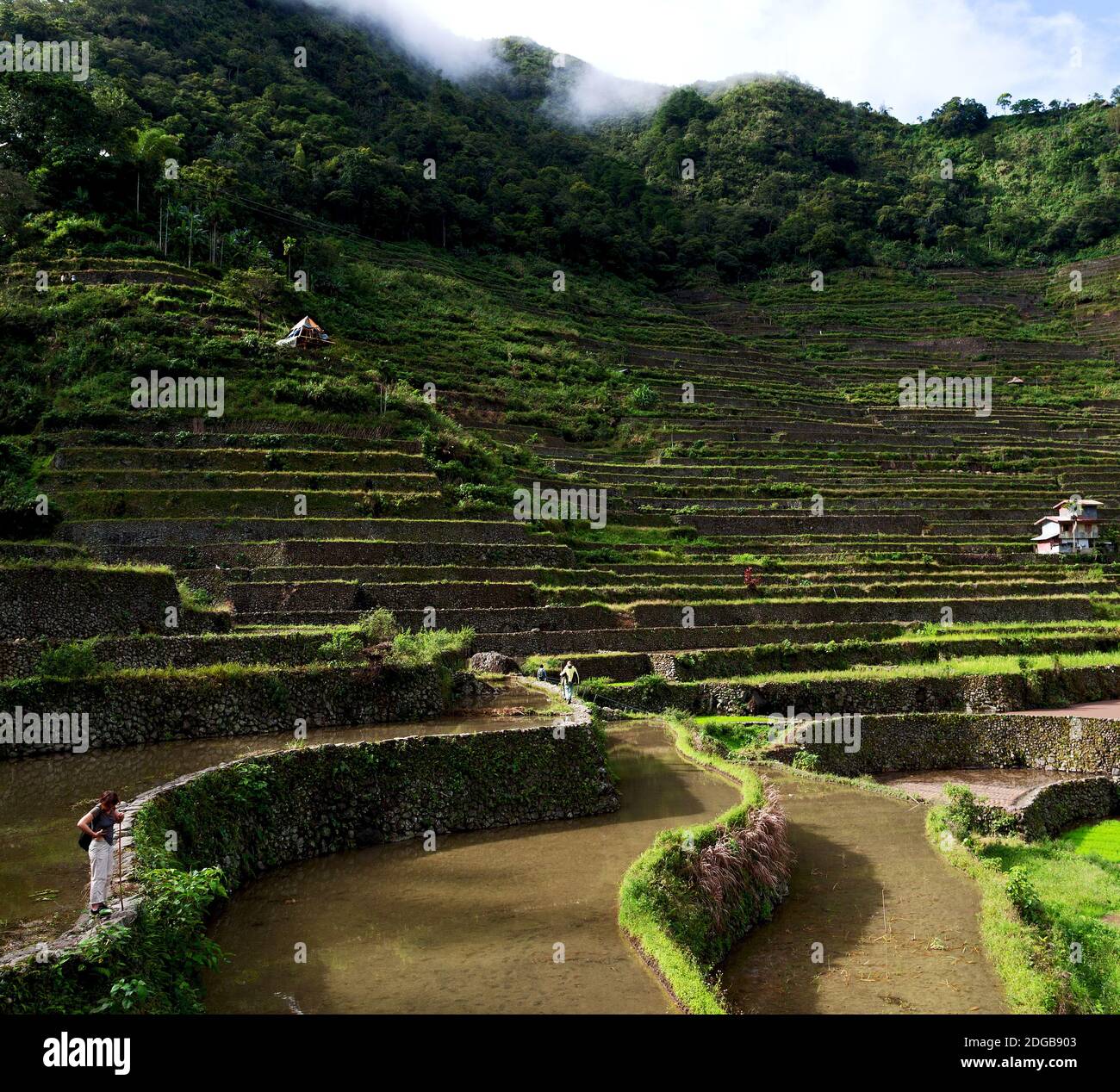 Terrace field for coultivation of rice Stock Photo - Alamy