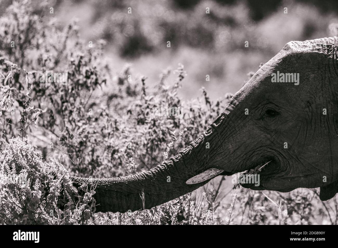 Wildlife Animals At The Maasai Mara National Reserve Park In Narok ...