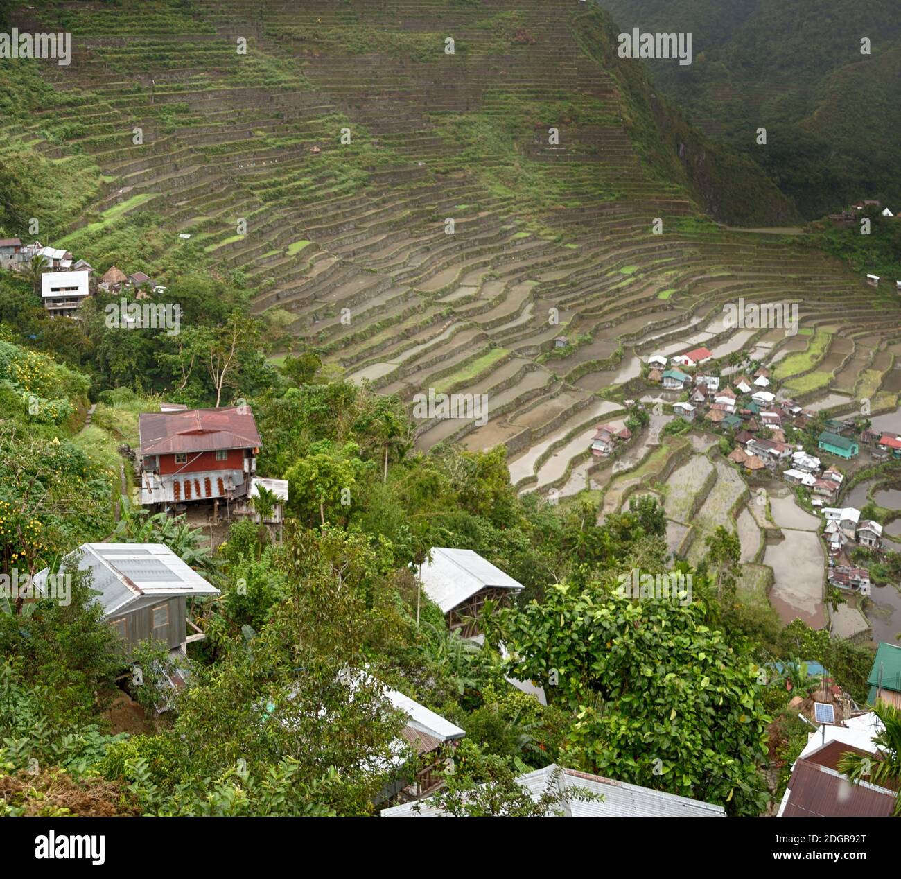 Terrace field for coultivation of rice Stock Photo - Alamy