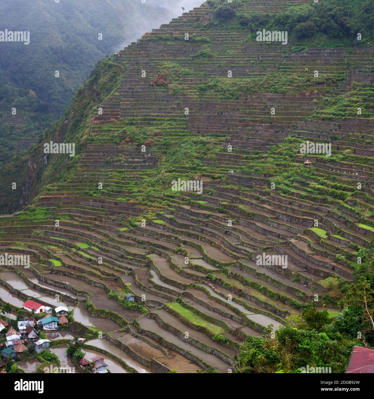 Terrace field for coultivation of rice Stock Photo - Alamy