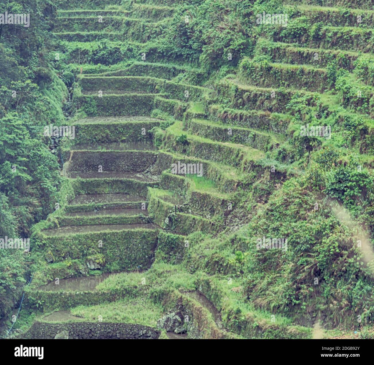 Terrace field for coultivation of rice Stock Photo - Alamy
