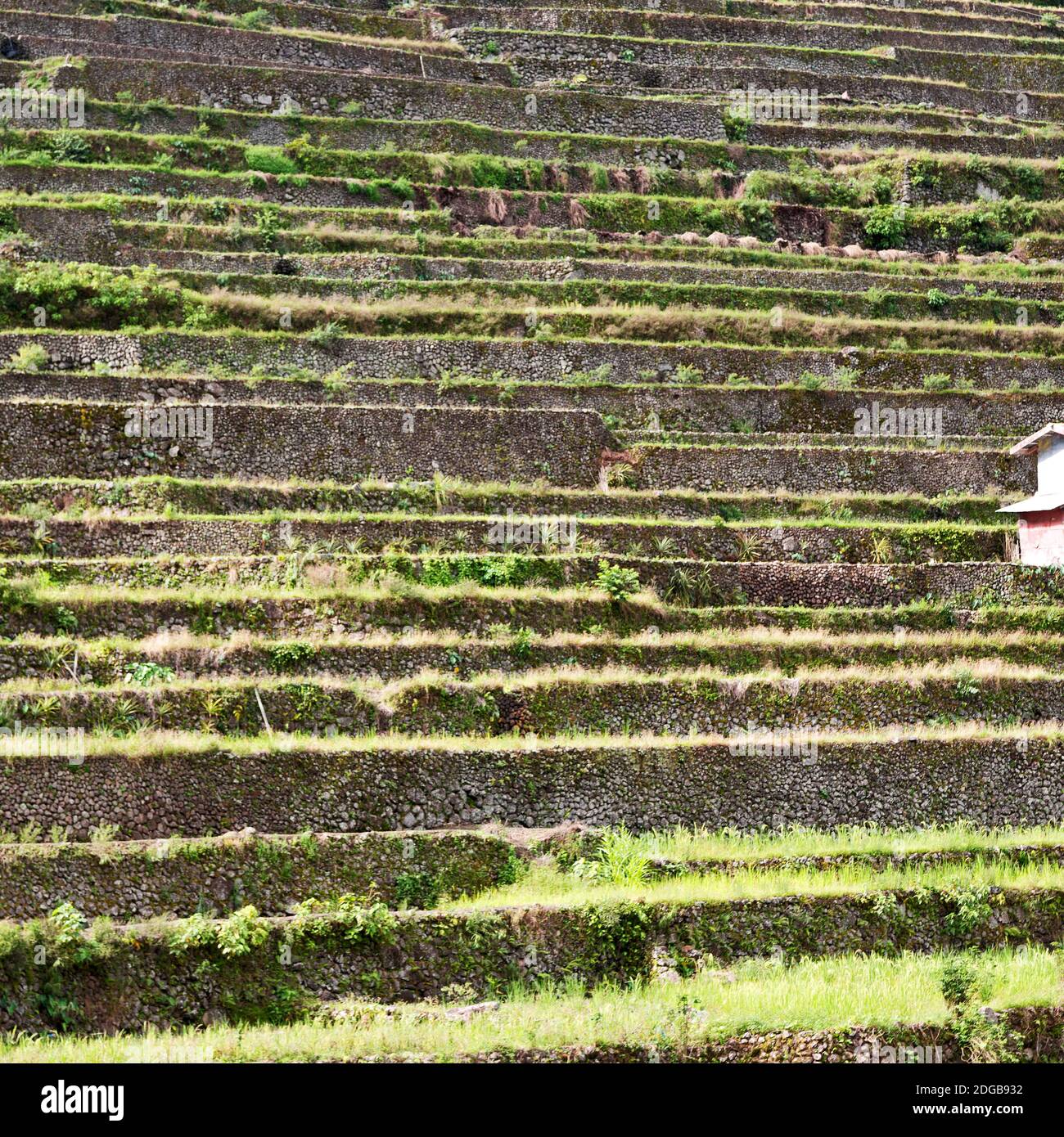 Terrace field for coultivation of rice Stock Photo - Alamy