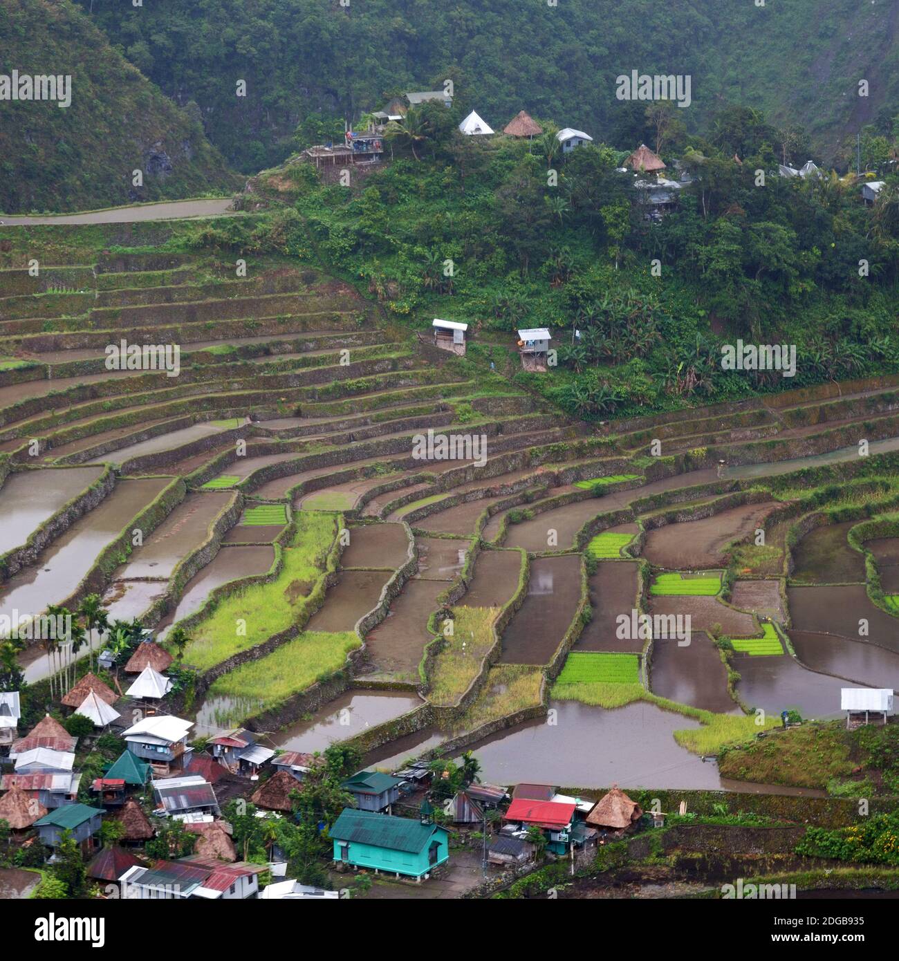 Terrace field for coultivation of rice Stock Photo - Alamy