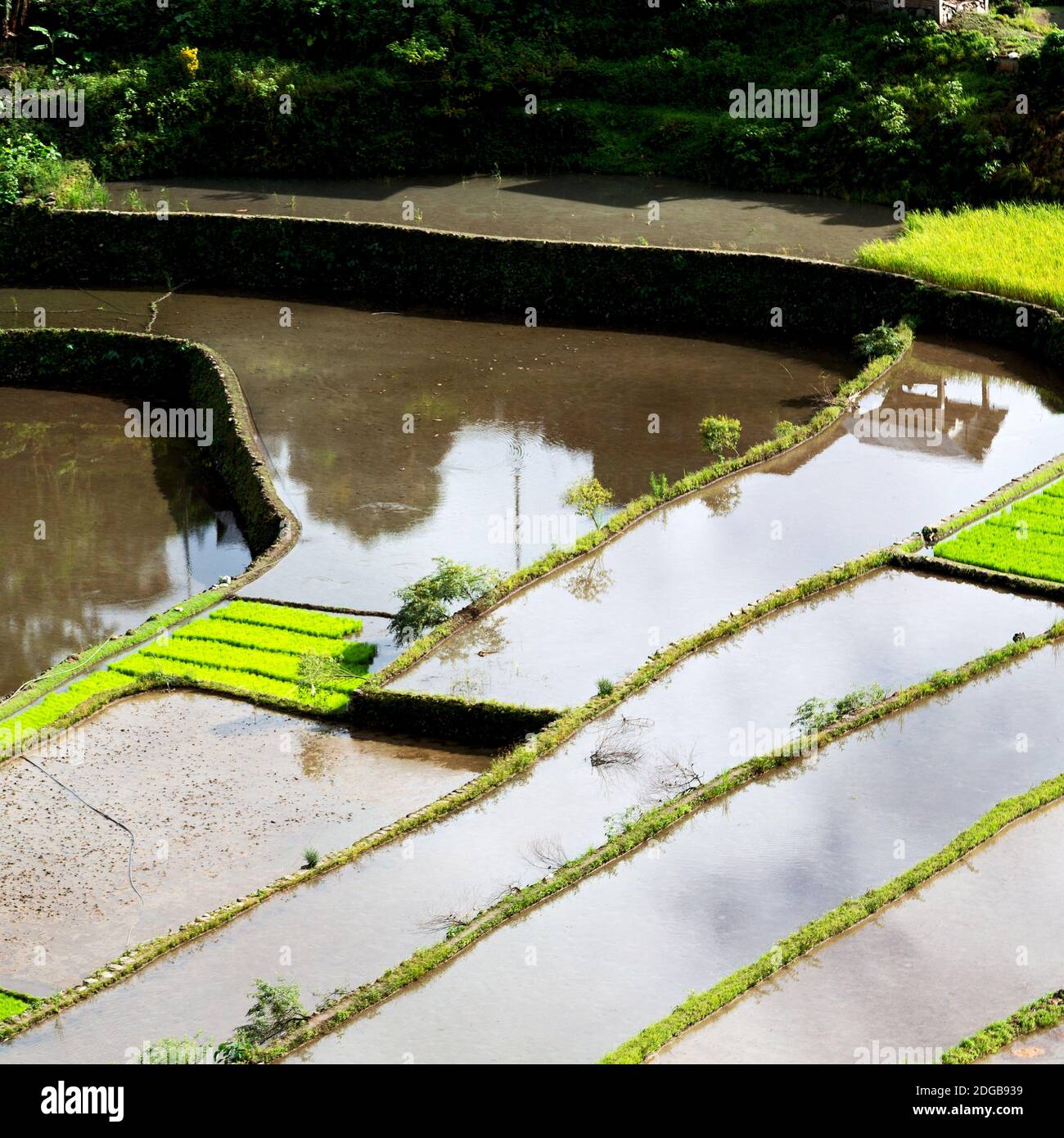 Terrace field for coultivation of rice Stock Photo - Alamy