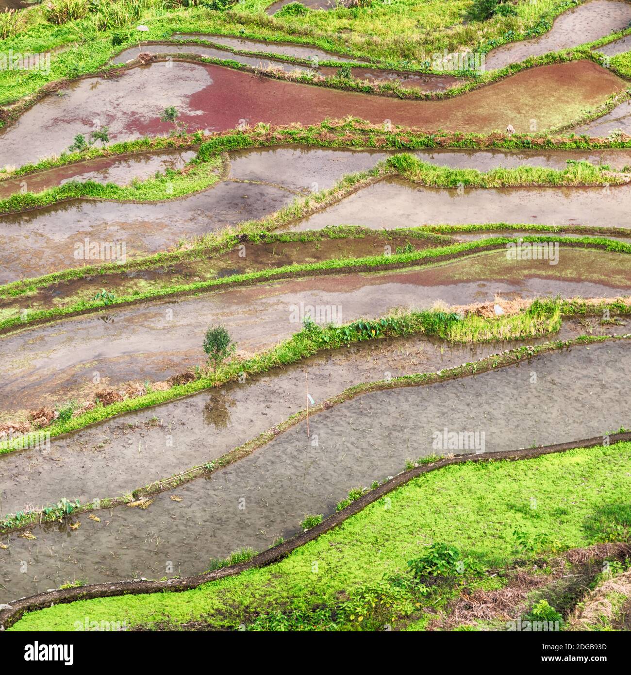 Terrace field for coultivation of rice Stock Photo - Alamy