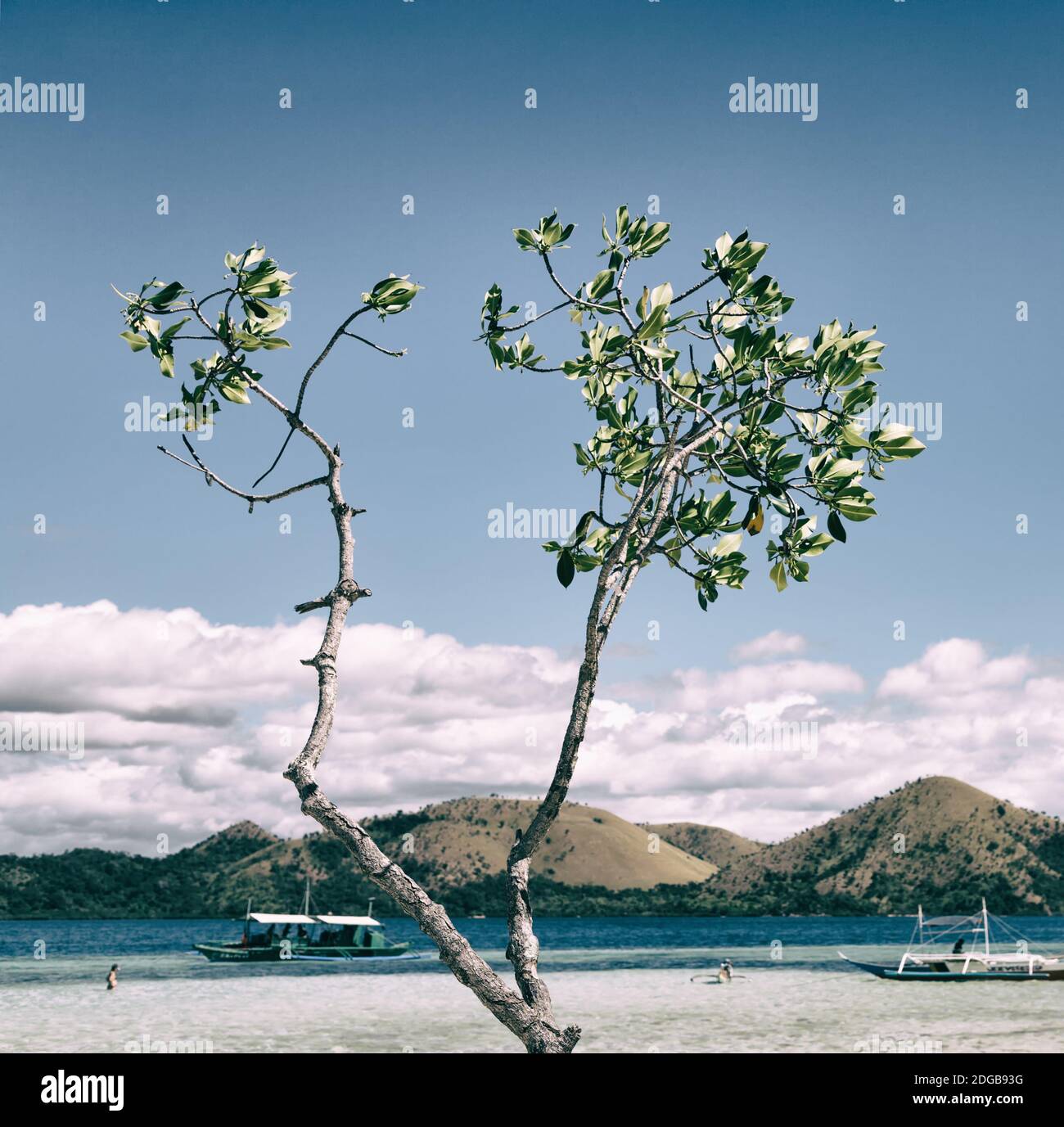 Philippines palawan tree roots hi-res stock photography and images - Alamy