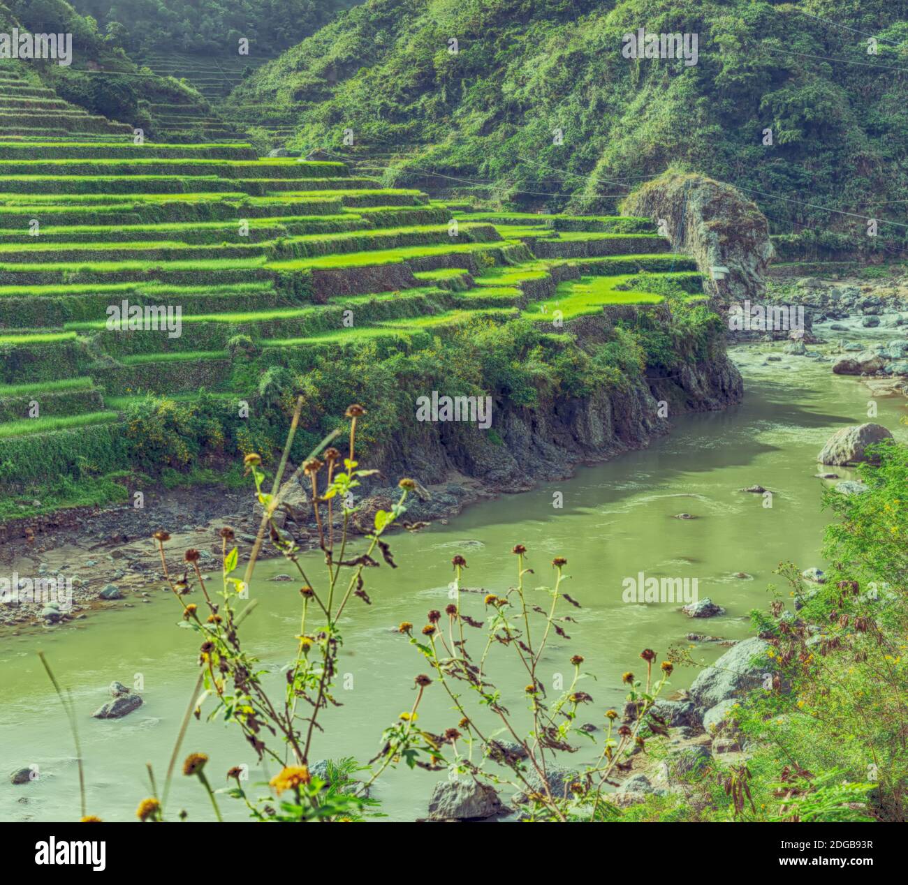 Terrace field for coultivation of rice Stock Photo - Alamy
