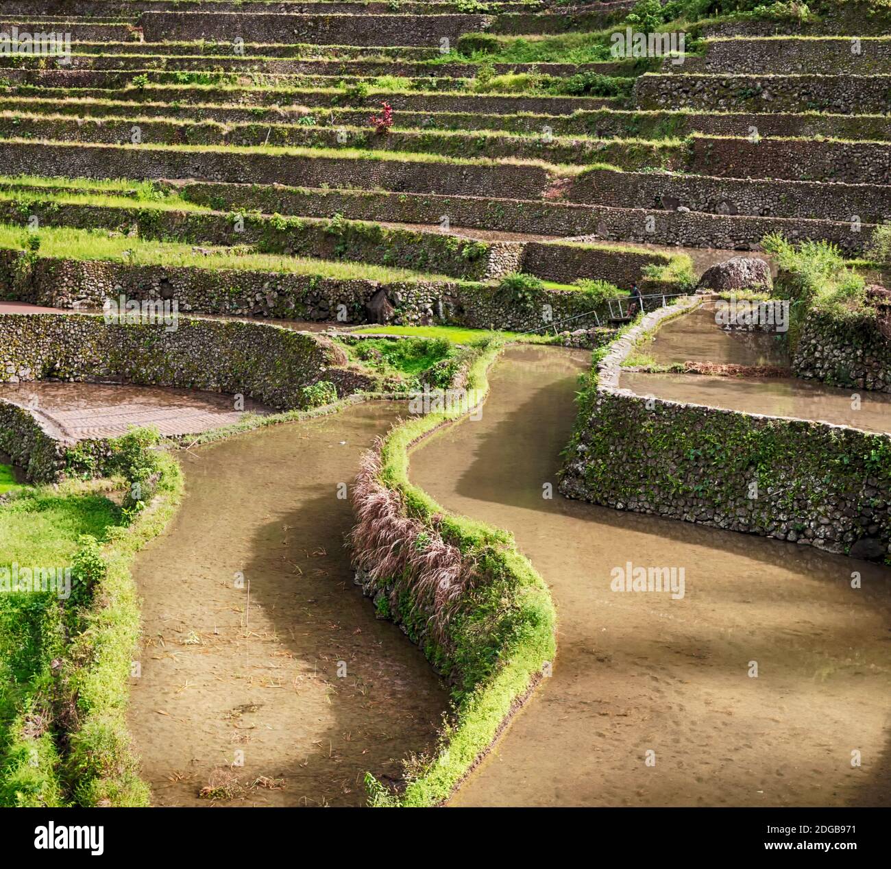 Terrace field for coultivation of rice Stock Photo - Alamy