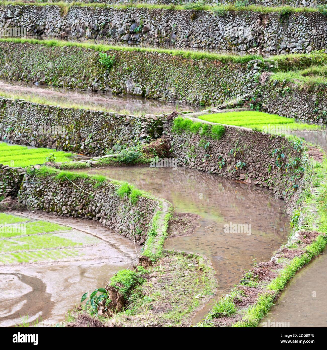 Terrace field for coultivation of rice Stock Photo - Alamy