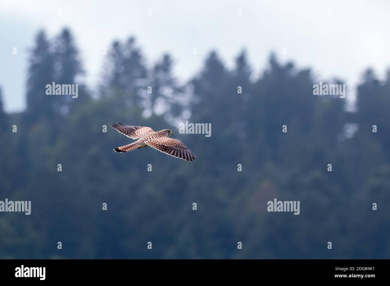 Faucon france hi-res stock photography and images - Alamy