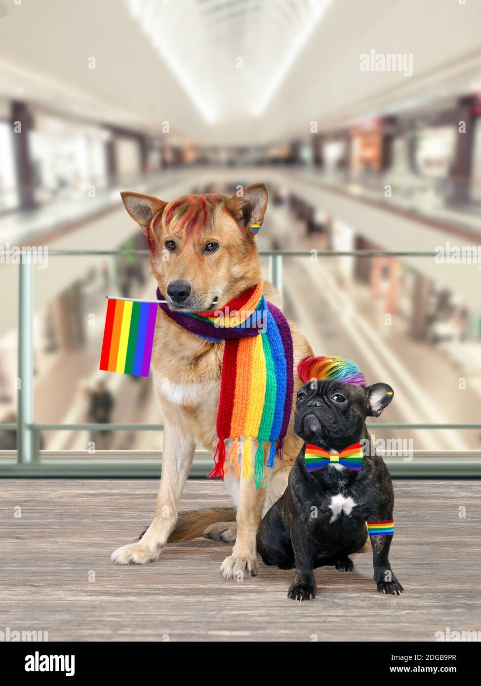 Dogs with accessories and the LGBT flag of different breeds as a ...