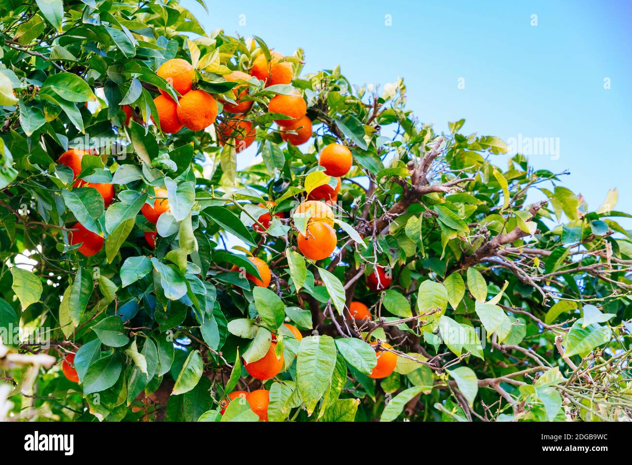 Urban ornament hi-res stock photography and images - Alamy
