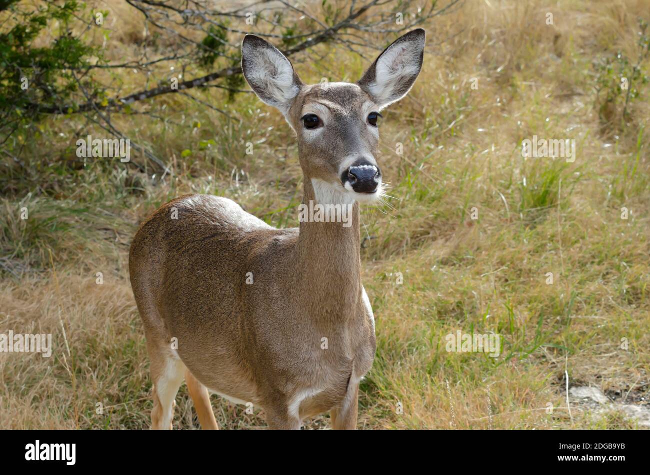 extreme close up of female whitetail deer Stock Photo - Alamy