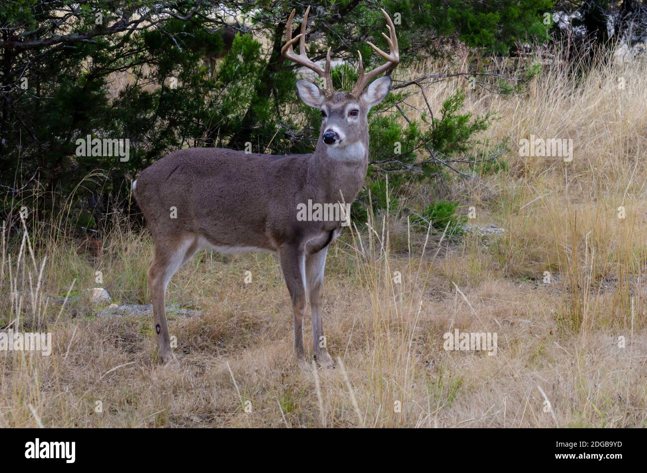 White tail buck hi-res stock photography and images - Alamy