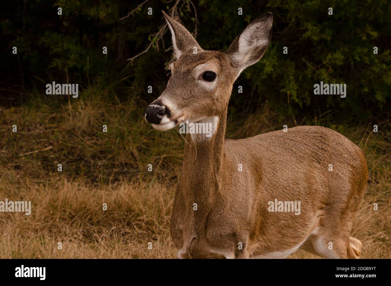 Whitetail deer doe hi-res stock photography and images - Alamy