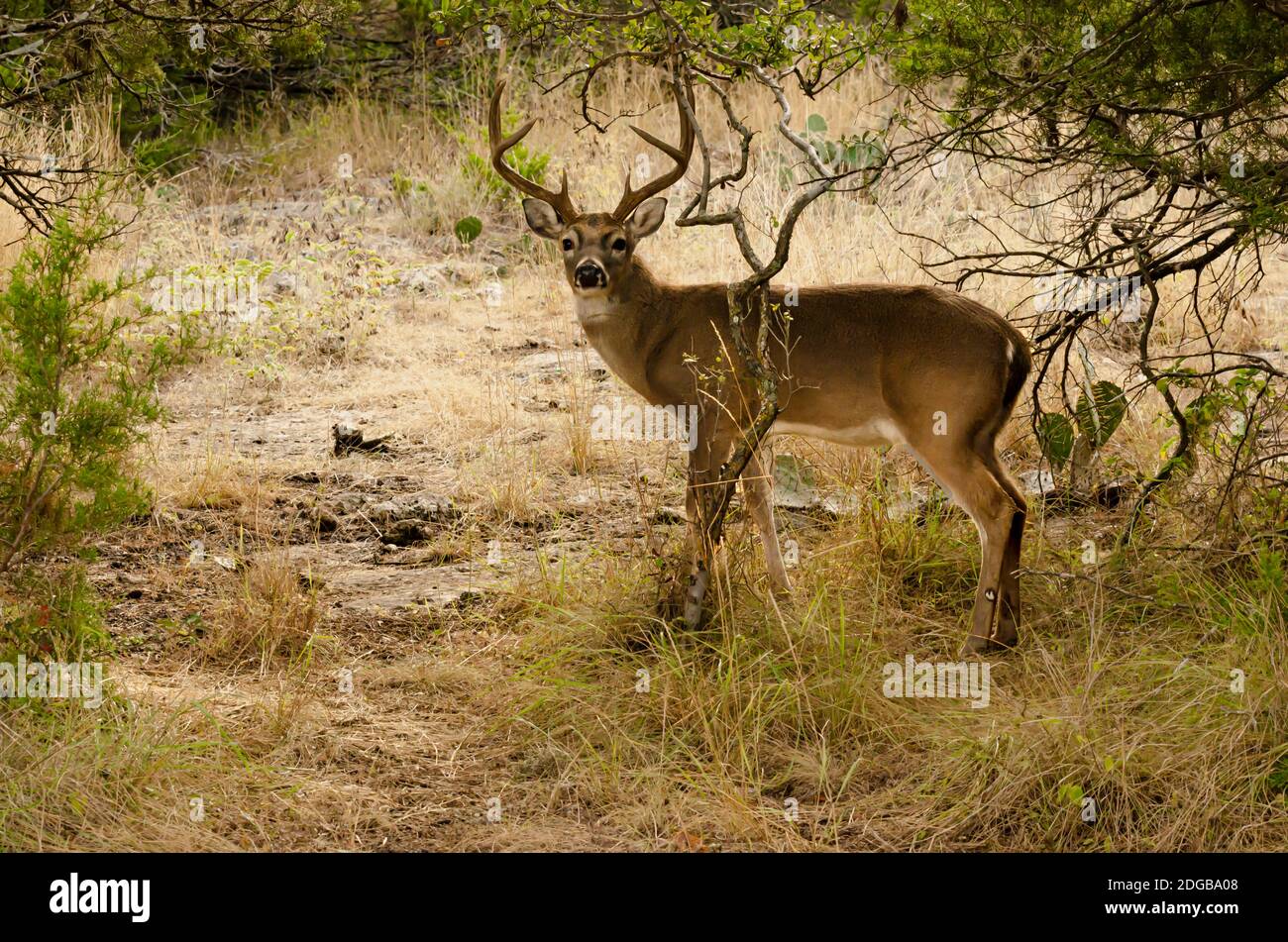 White under tail hi-res stock photography and images - Alamy