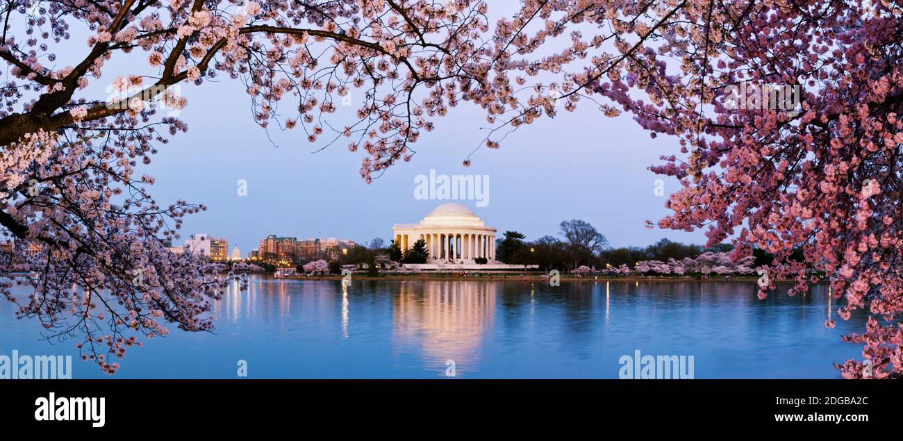 Cherry tree at dusk hi-res stock photography and images - Alamy