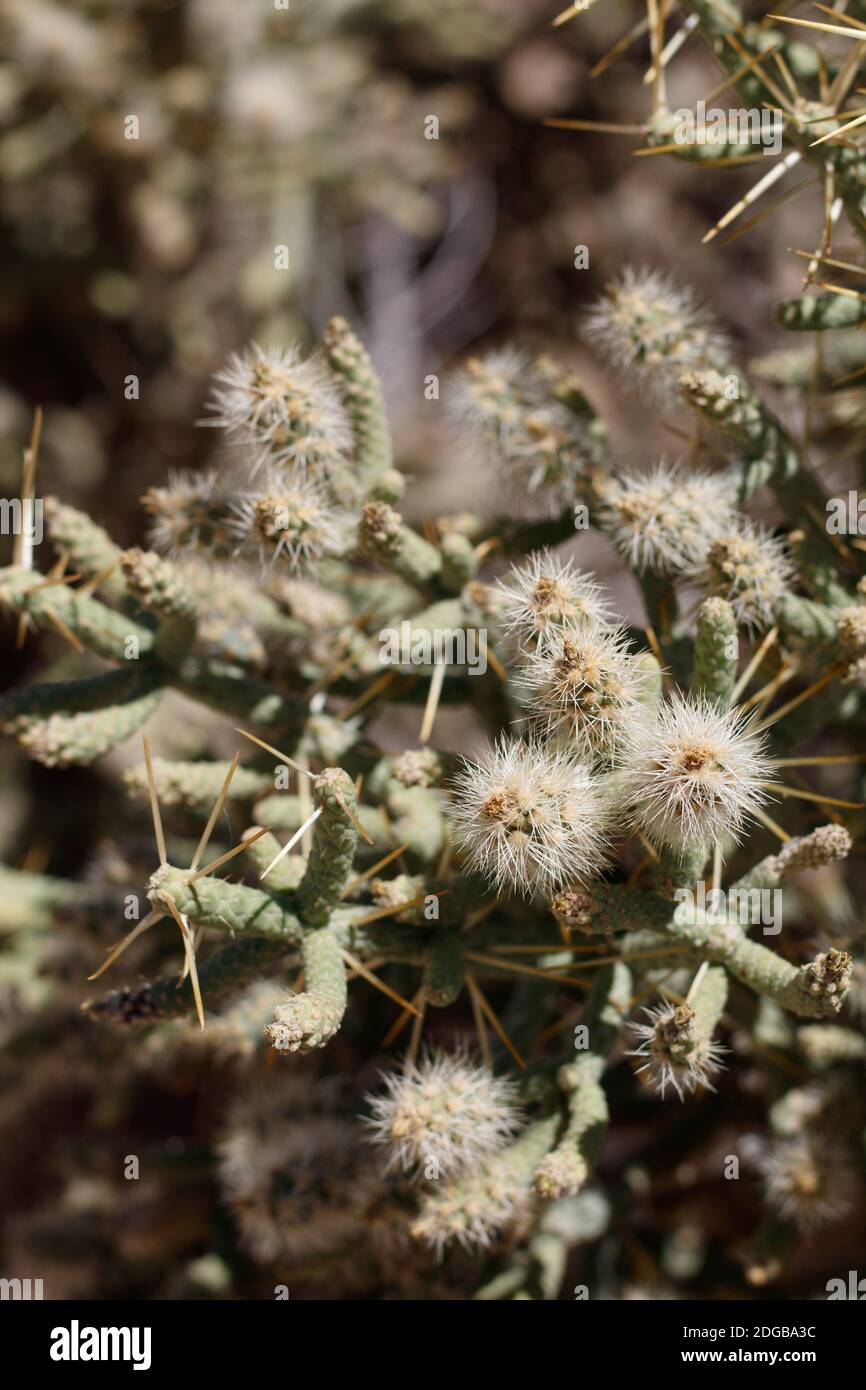 Immature green spiny dry fruit, Slender Cholla, Cylindropuntia ...